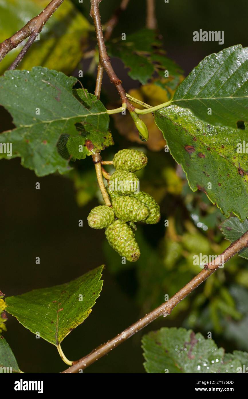 Red Alder (Alnus rubra) Plantae Stock Photo - Alamy