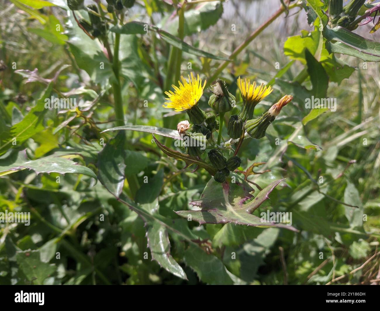 Common Sow-thistle (Sonchus oleraceus) Plantae Stock Photo - Alamy