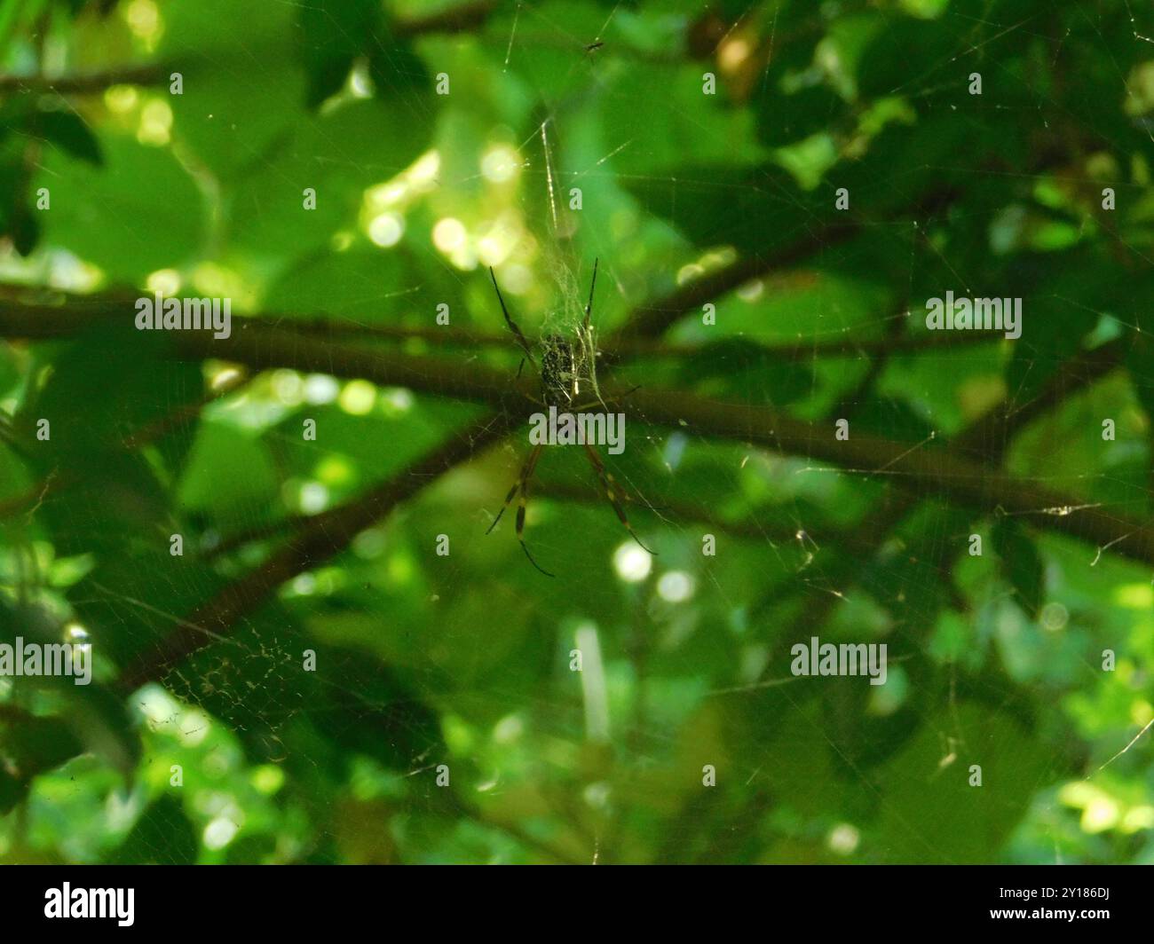 Golden Silk Spider (Trichonephila clavipes) Arachnida Stock Photo - Alamy