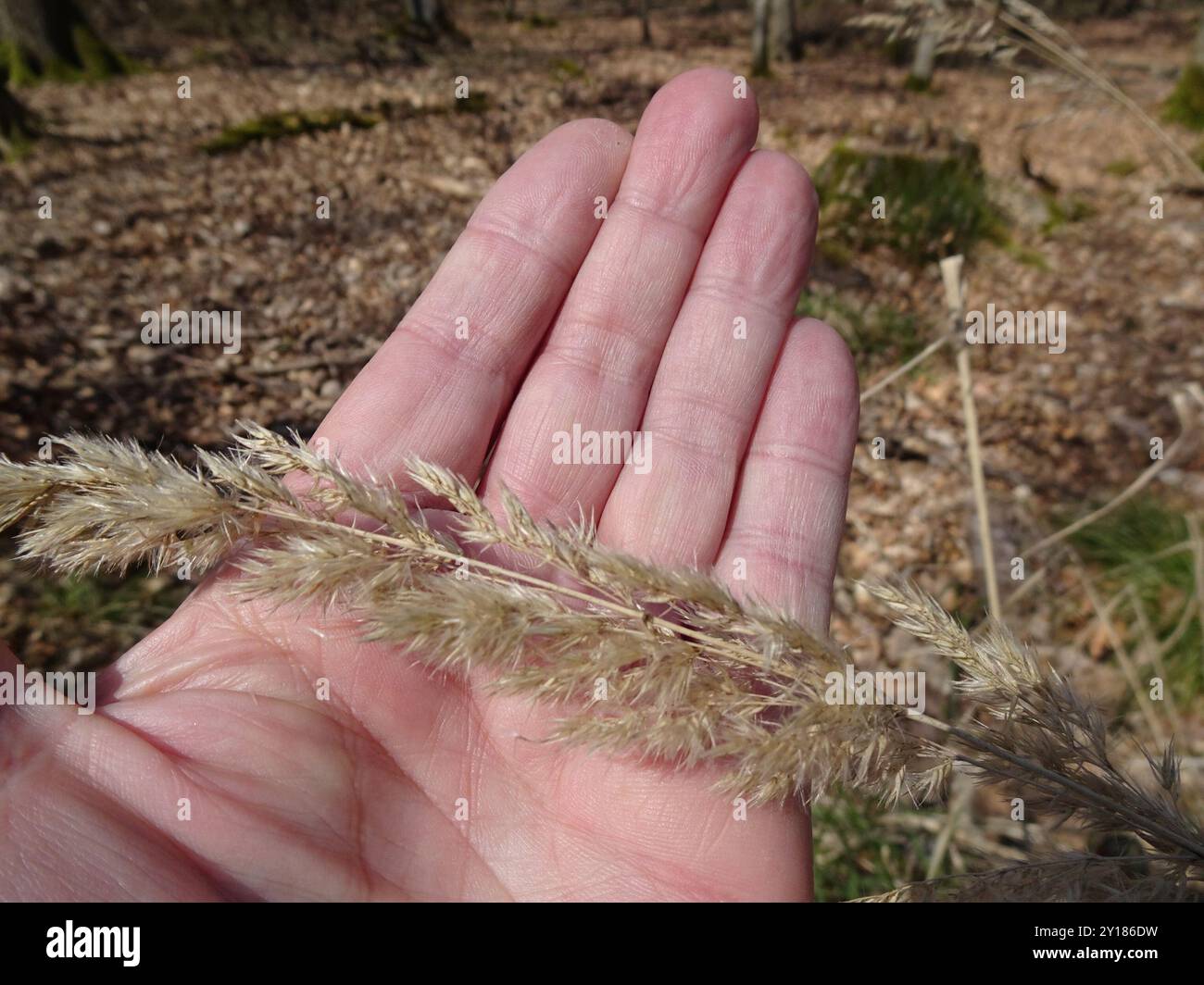 Bushgrass (Calamagrostis epigejos) Plantae Stock Photo - Alamy