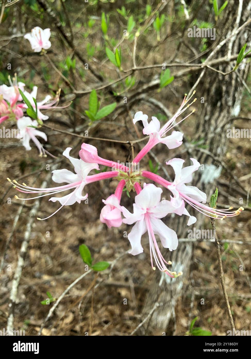 Mountain Azalea (Rhododendron canescens) Plantae Stock Photo - Alamy