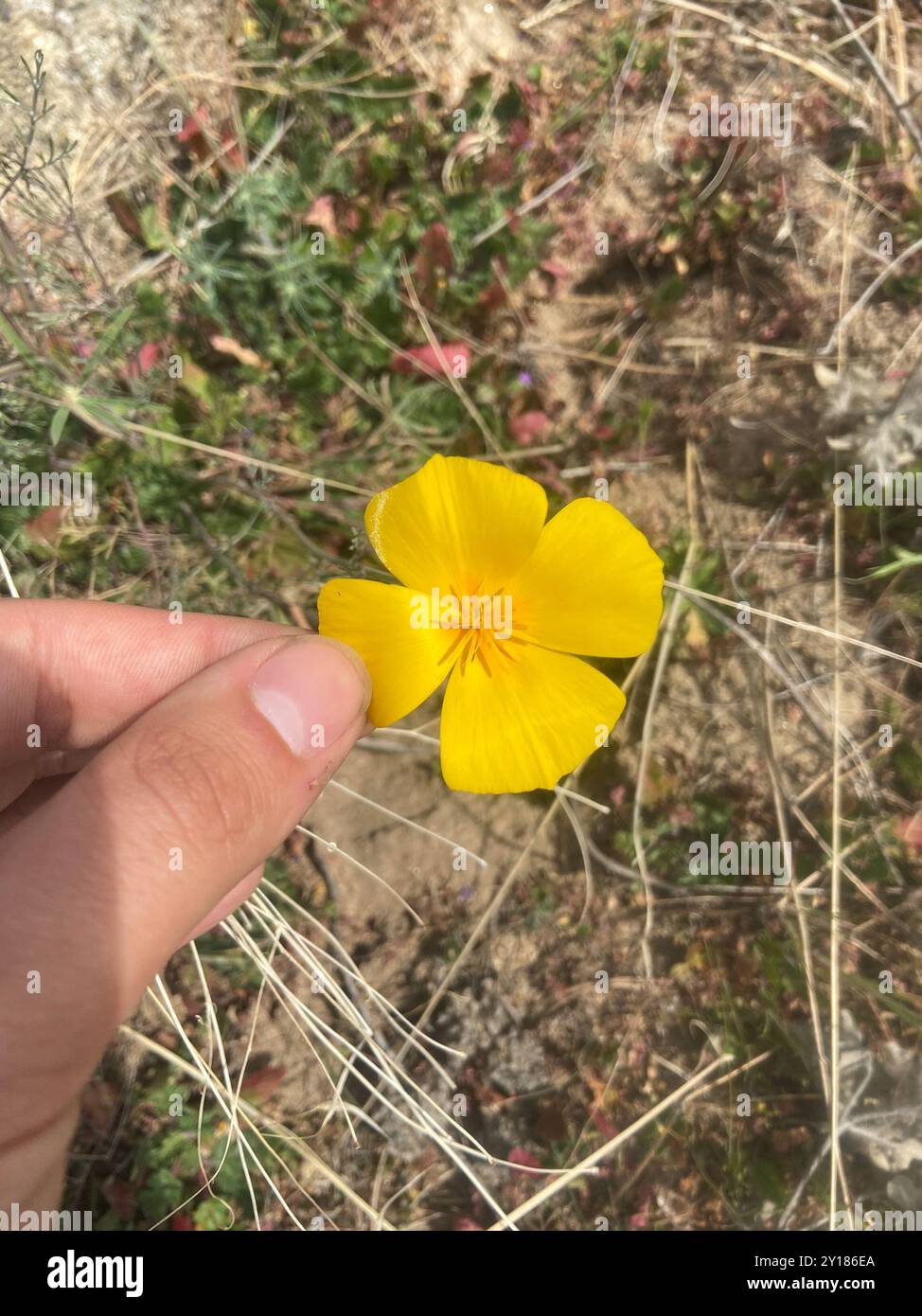 Tufted Poppy (Eschscholzia caespitosa) Plantae Stock Photo - Alamy
