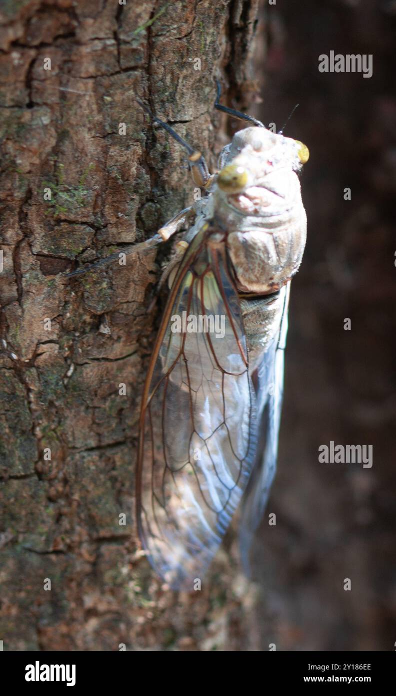 Giant Cicada (Quesada gigas) Insecta Stock Photo - Alamy