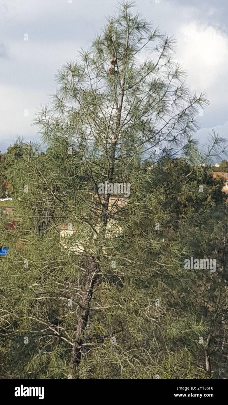 gray pine (Pinus sabiniana) Plantae Stock Photo - Alamy