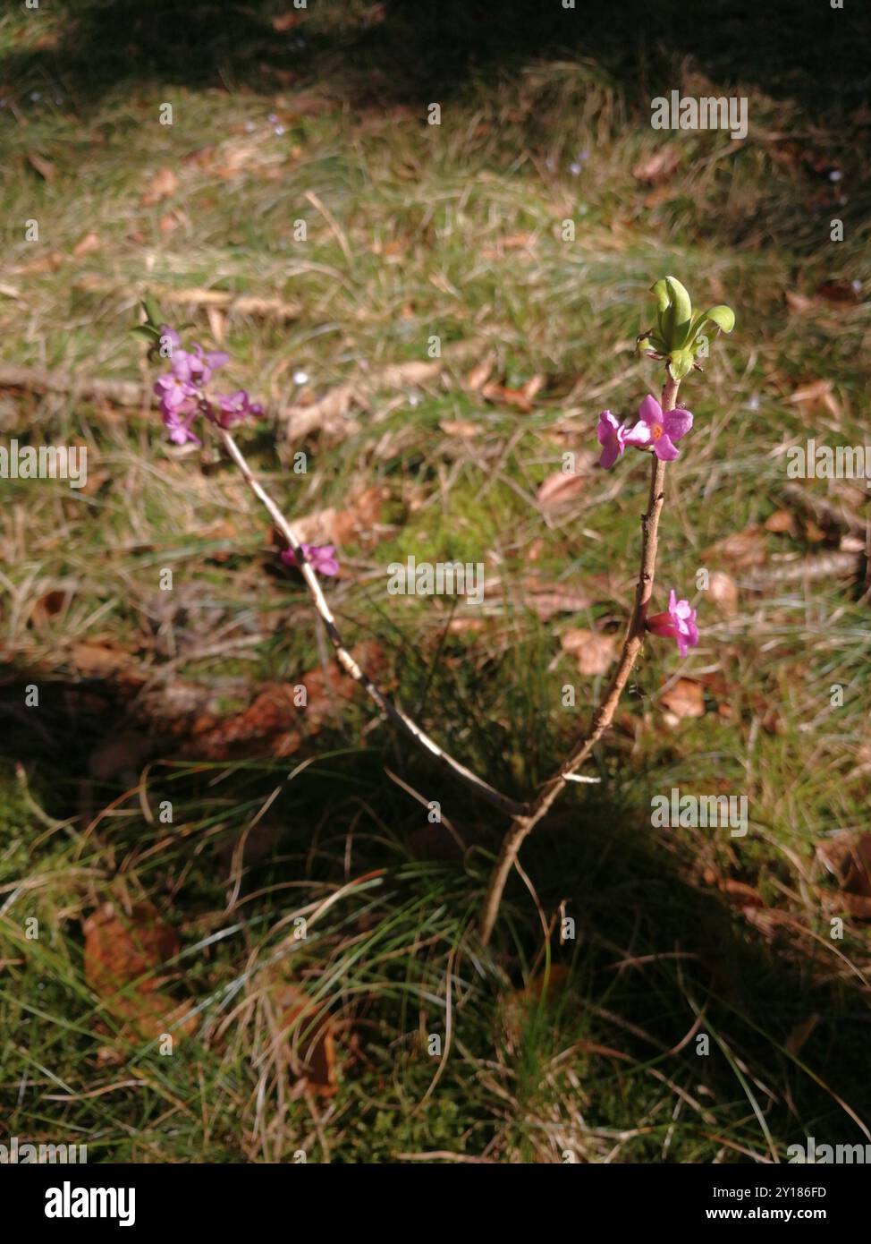 Mezereon (Daphne mezereum) Plantae Stock Photo - Alamy