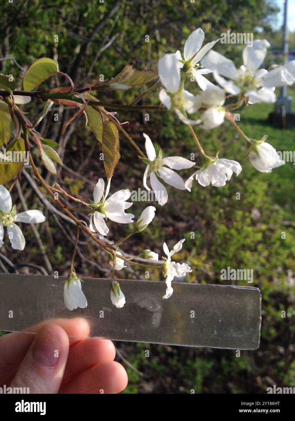 common serviceberry (Amelanchier arborea) Plantae Stock Photo - Alamy