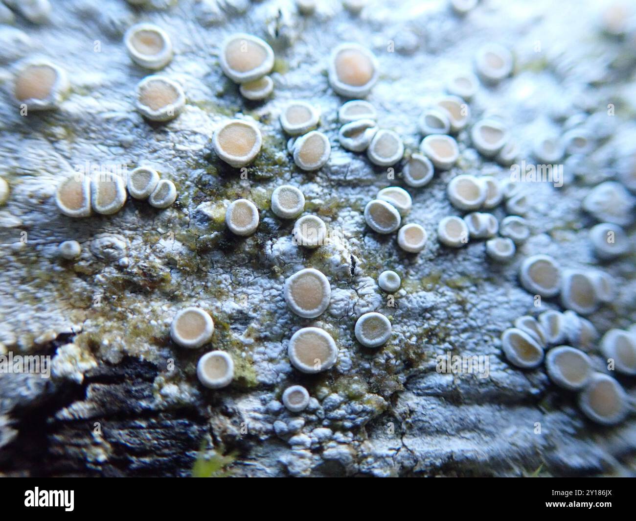 Smooth Saucer Lichen (Ochrolechia laevigata) Fungi Stock Photo - Alamy