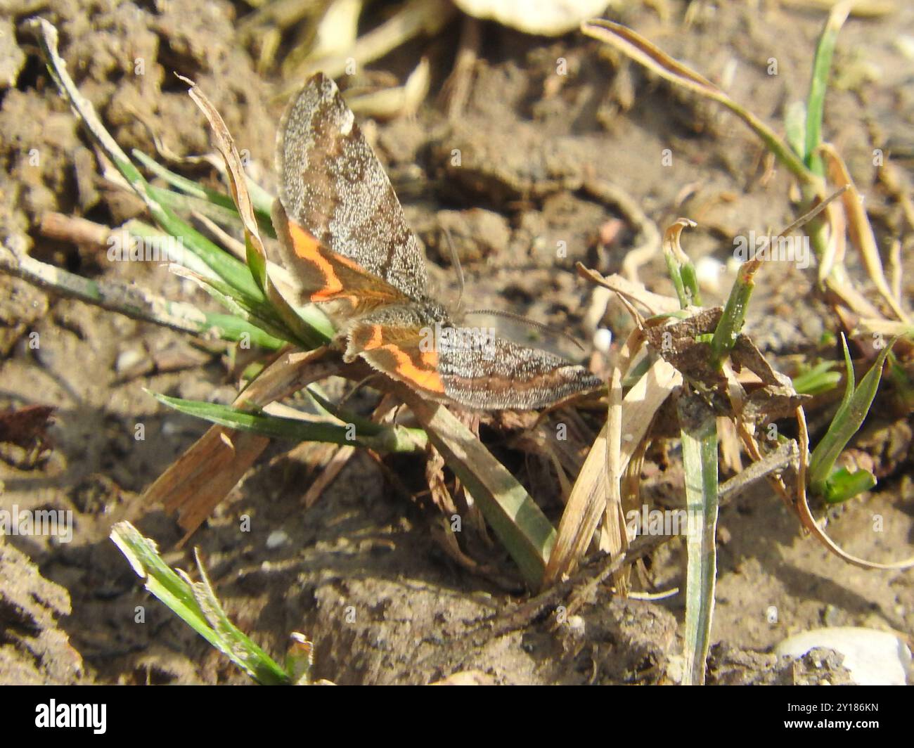 Light Orange Underwing (Boudinotiana notha) Insecta Stock Photo - Alamy