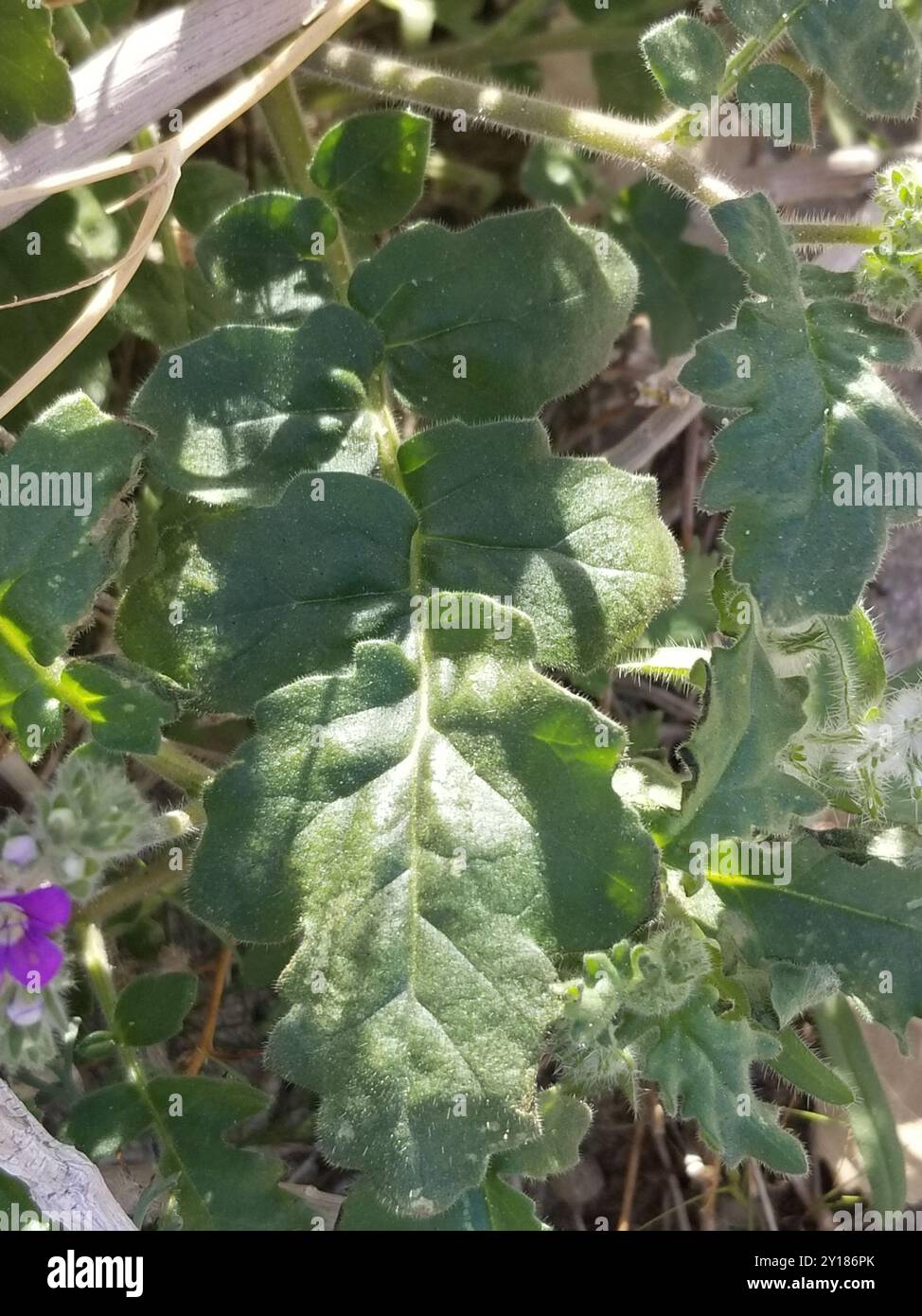 Notch-leaf Scorpionweed (Phacelia crenulata) Plantae Stock Photo - Alamy
