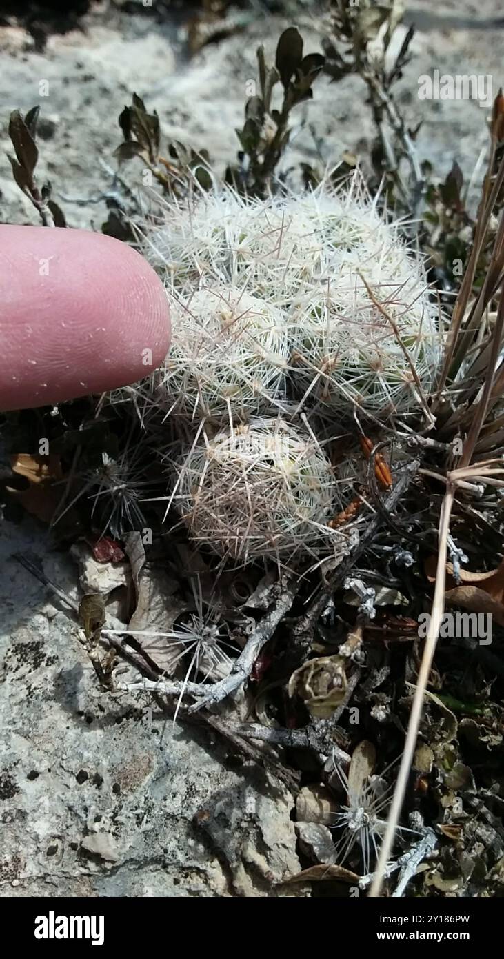 Whitecolumn Foxtail Cactus (Escobaria tuberculosa) Plantae Stock Photo ...