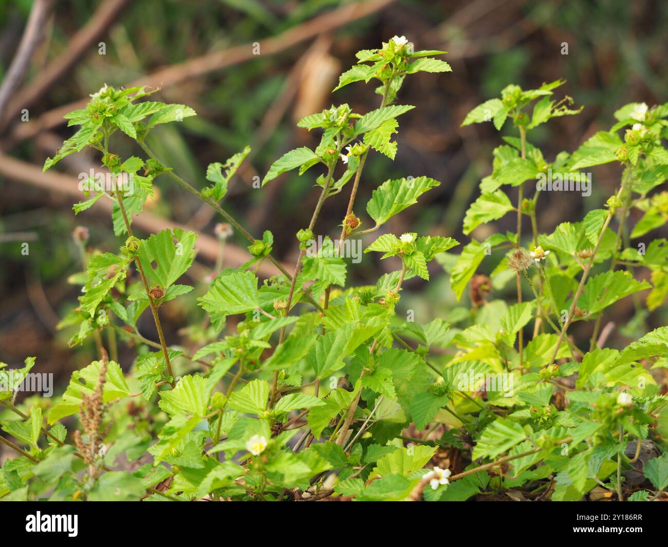 three-lobe false mallow (Malvastrum coromandelianum) Plantae Stock ...