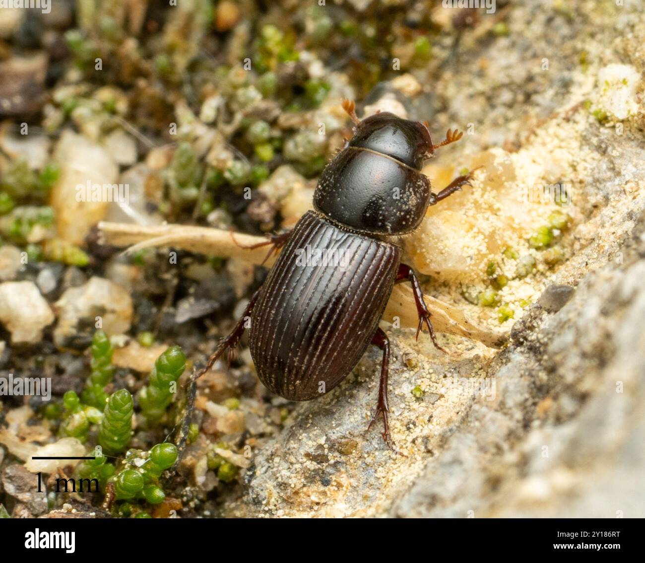 Small Dung Beetles (Aphodiinae) Insecta Stock Photo - Alamy