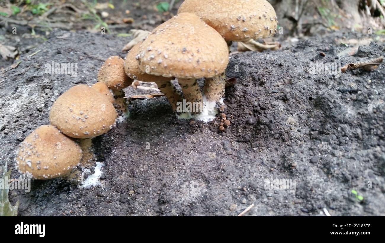 Lacrymaria fungi hi-res stock photography and images - Alamy