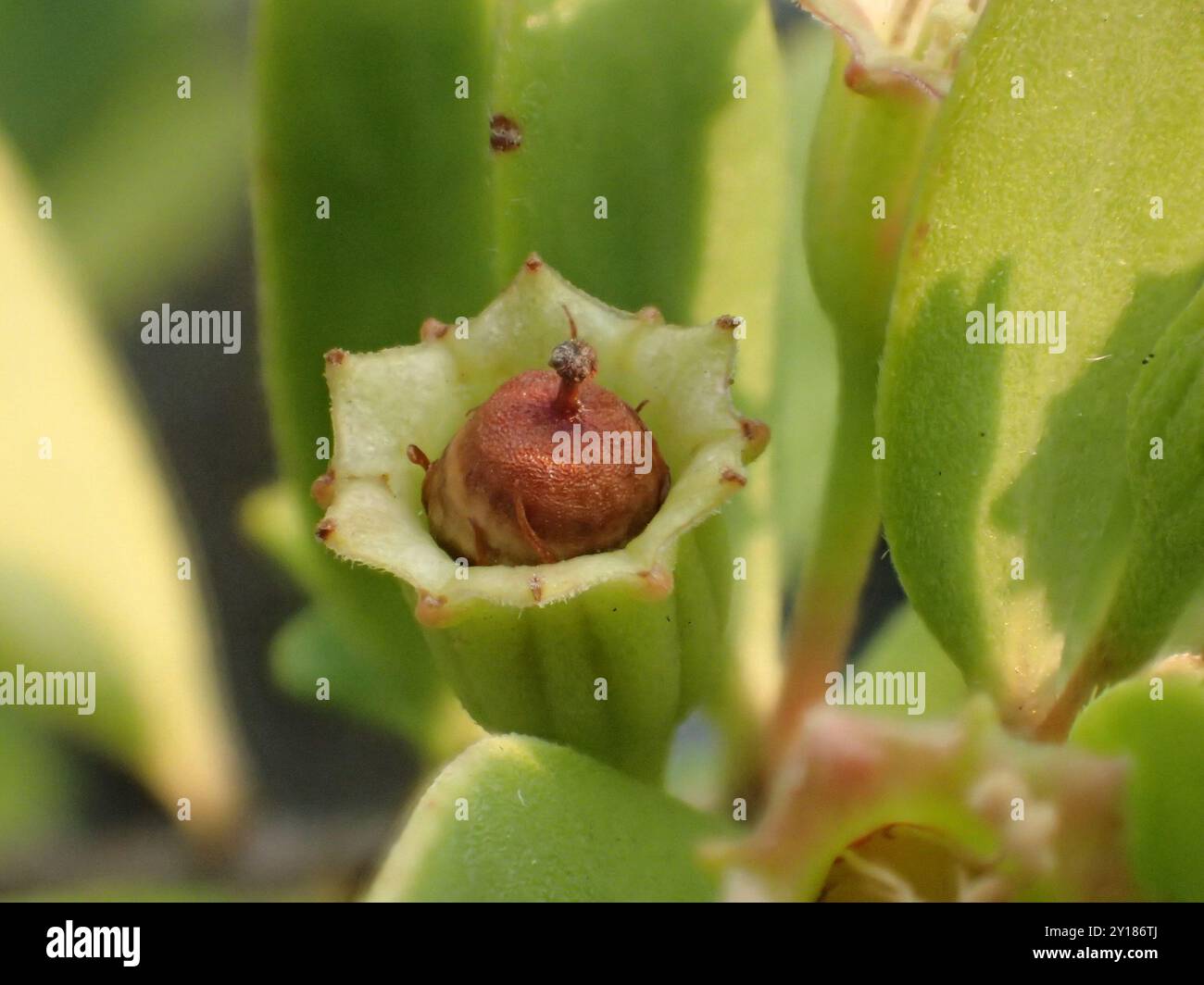 bantigue (Pemphis acidula) Plantae Stock Photo - Alamy