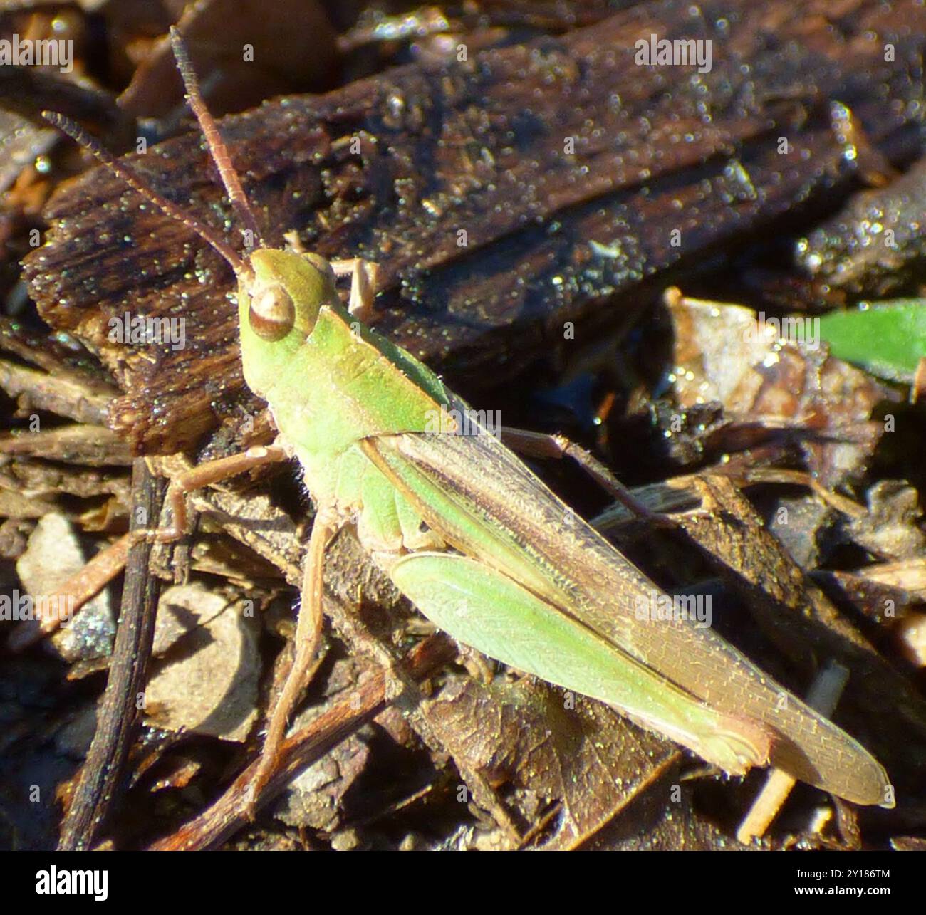 Green-striped Grasshopper (Chortophaga viridifasciata) Insecta Stock ...