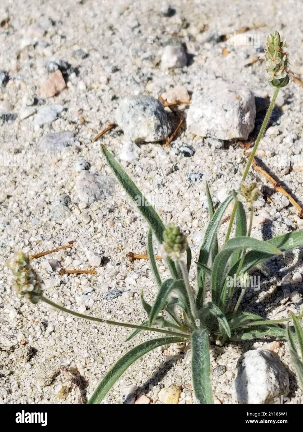 Desert Plantain (Plantago ovata) Plantae Stock Photo - Alamy