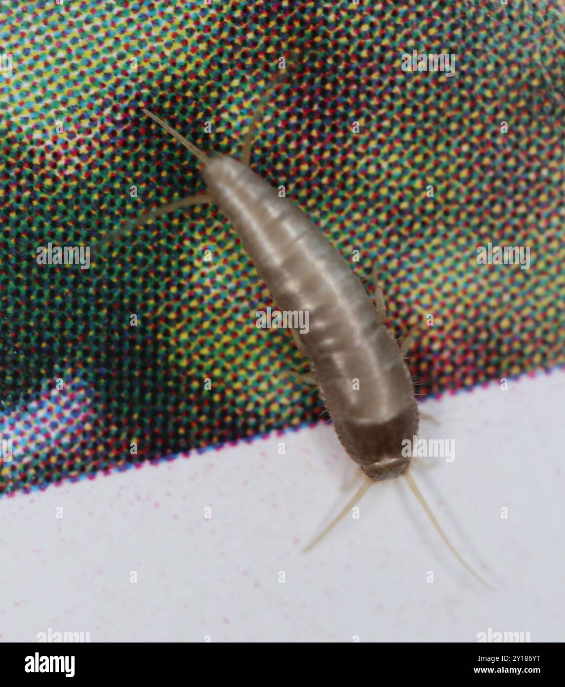Common Silverfish (Lepisma saccharinum) Insecta Stock Photo - Alamy