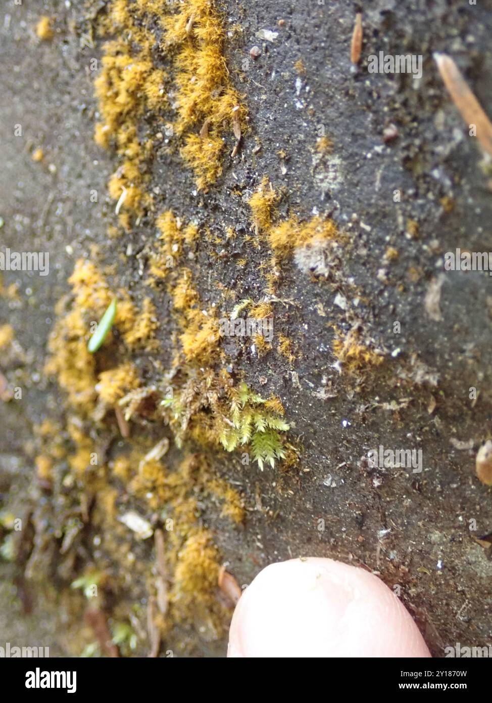 Orange Rock Hair (Trentepohlia aurea) Plantae Stock Photo - Alamy