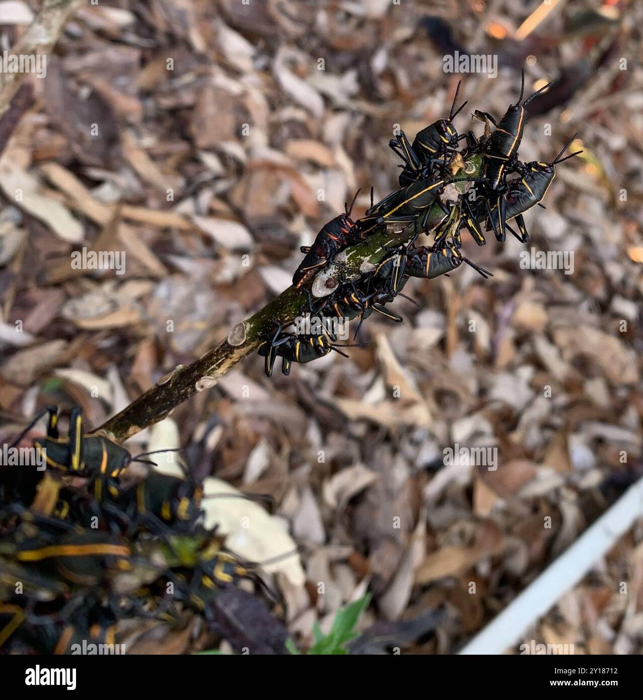 Eastern Lubber Grasshopper (Romalea microptera) Insecta Stock Photo - Alamy