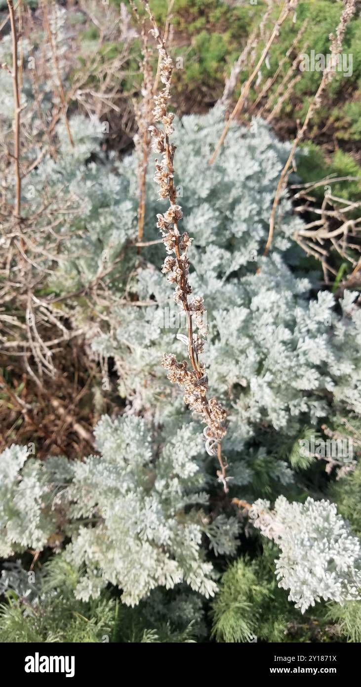 coastal sagewort (Artemisia pycnocephala) Plantae Stock Photo - Alamy