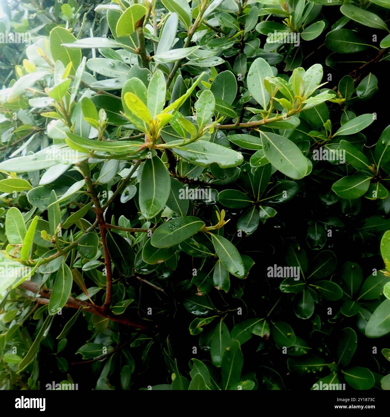 white milkwood (Sideroxylon inerme) Plantae Stock Photo - Alamy