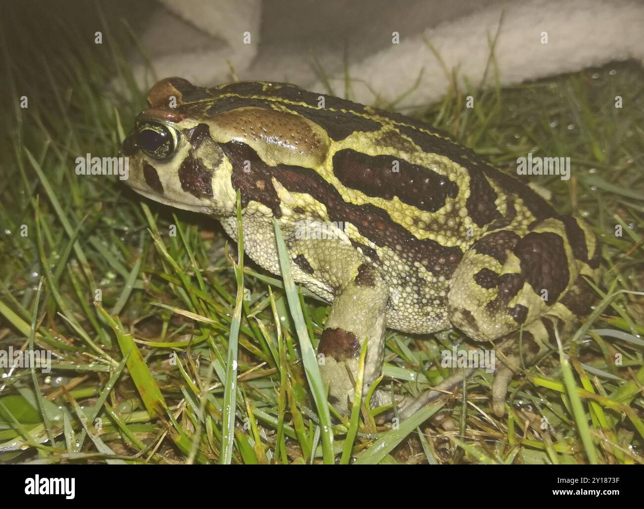 Western Leopard Toad (Sclerophrys pantherina) Amphibia Stock Photo - Alamy