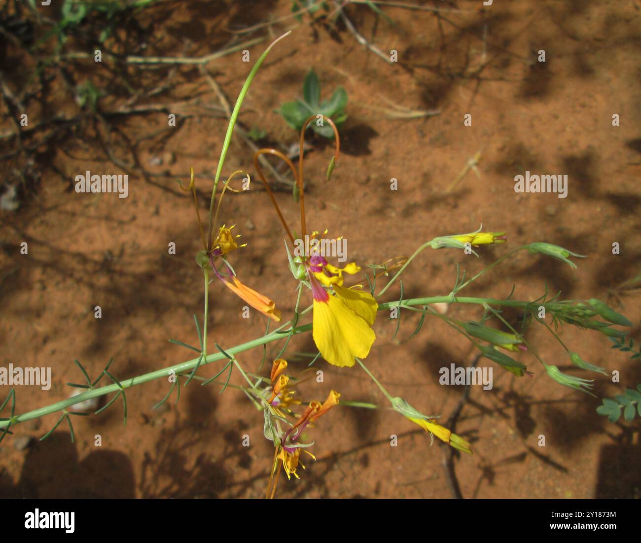 Yellow Mouse Whiskers (Cleome angustifolia) Plantae Stock Photo - Alamy