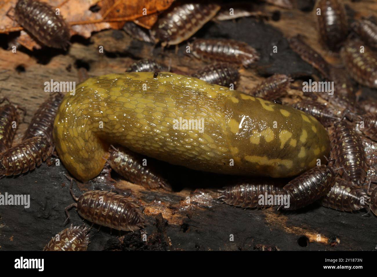Green Cellar Slug (Limacus maculatus) Mollusca Stock Photo - Alamy