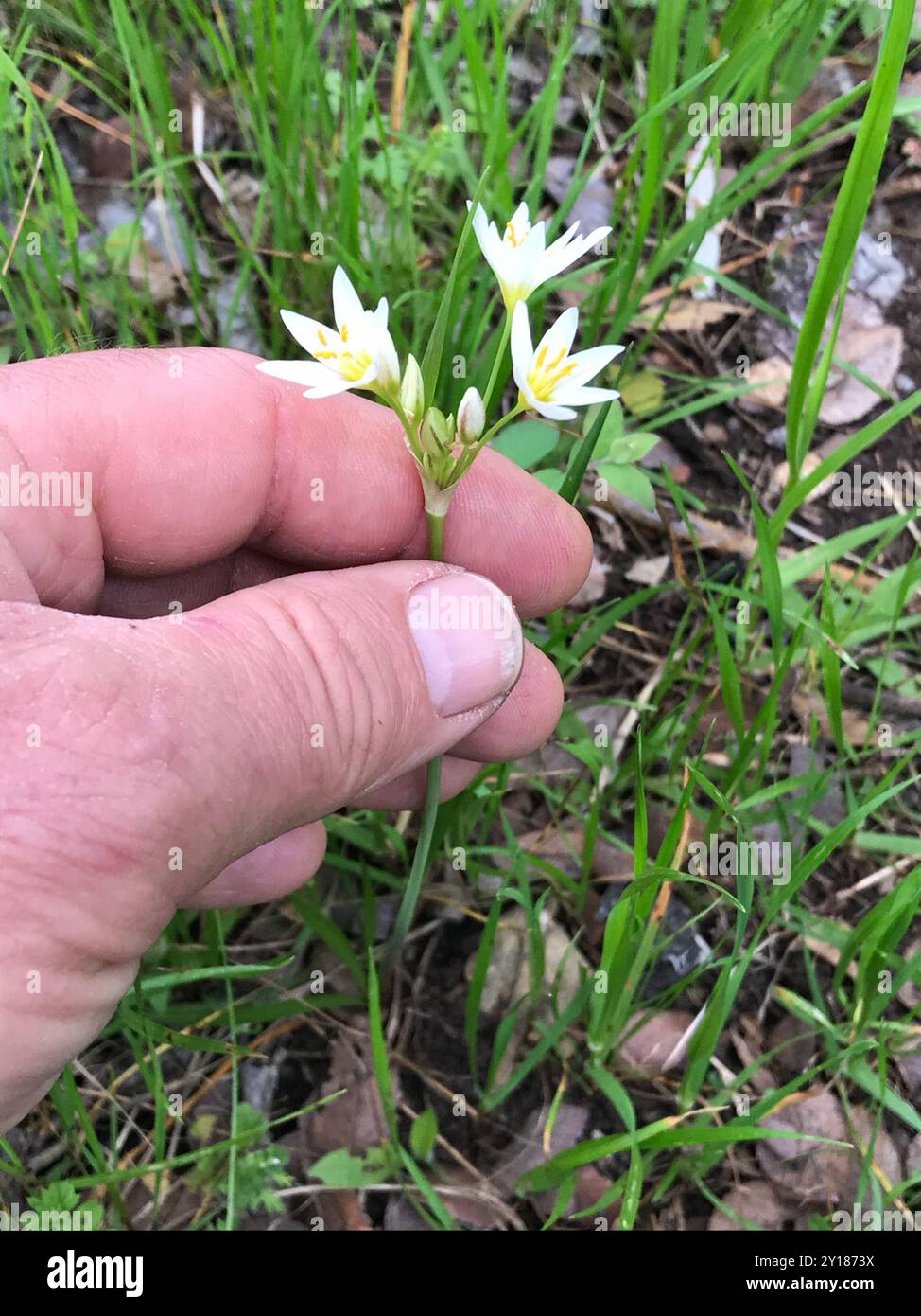 crowpoison (Nothoscordum bivalve) Plantae Stock Photo - Alamy