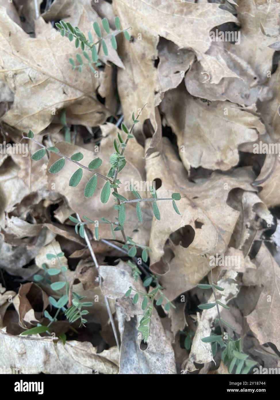 Vetches (Vicia) Plantae Stock Photo - Alamy