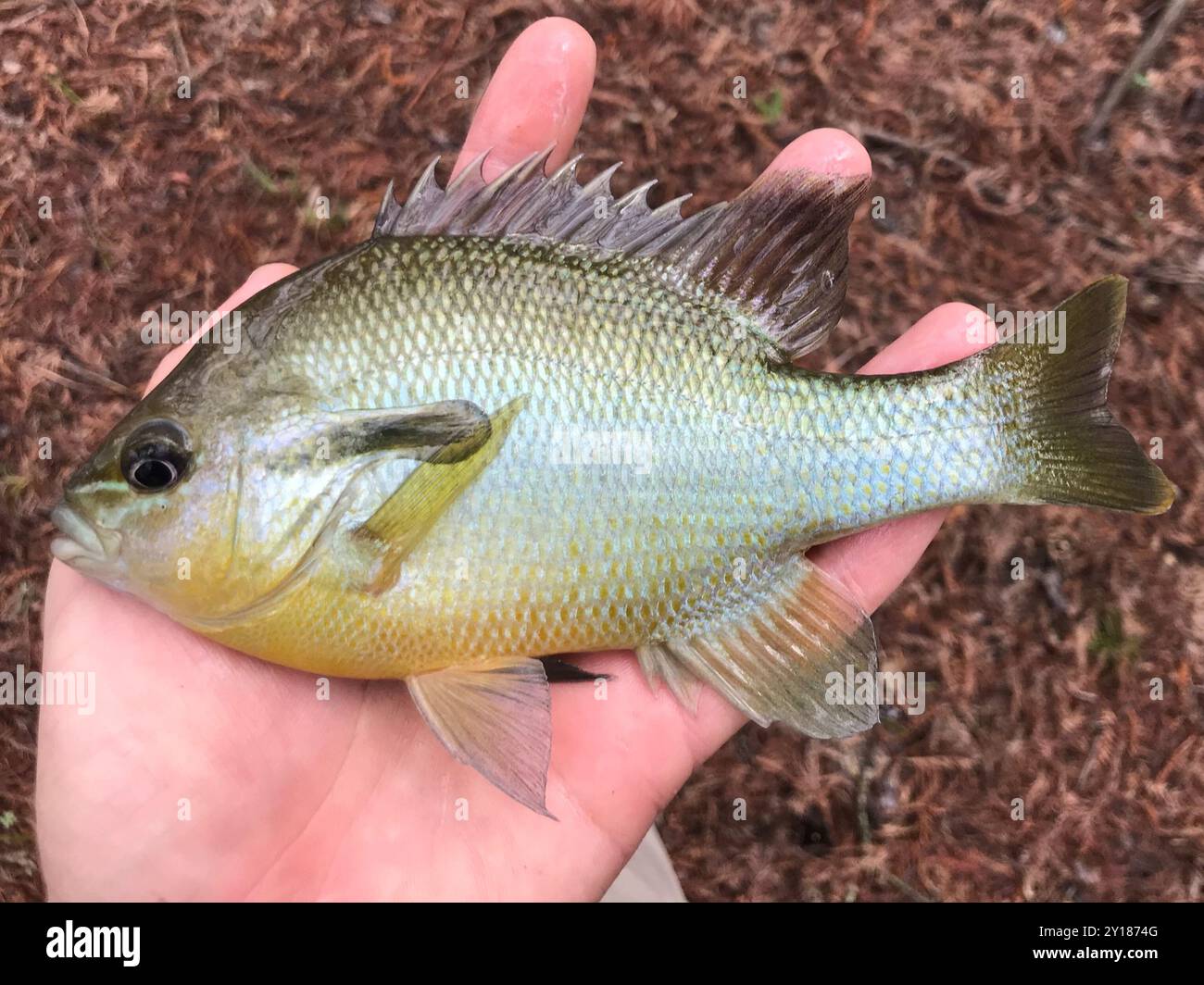 Redbreast Sunfish (Lepomis auritus) Actinopterygii Stock Photo - Alamy