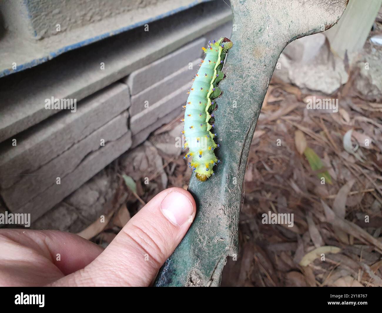 Emperor Gum Moth (Opodiphthera eucalypti) Insecta Stock Photo - Alamy