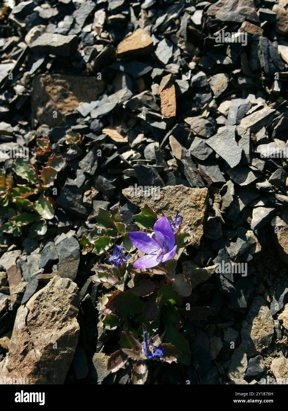 Olympic Bellflower (Campanula piperi) Plantae Stock Photo - Alamy