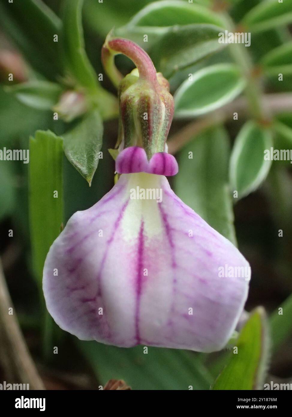 Spade Flower (Pigea enneasperma) Plantae Stock Photo - Alamy