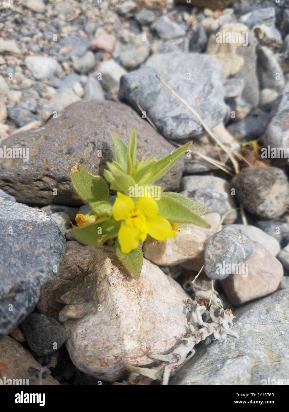 golden desert-snapdragon (Mohavea breviflora) Plantae Stock Photo - Alamy