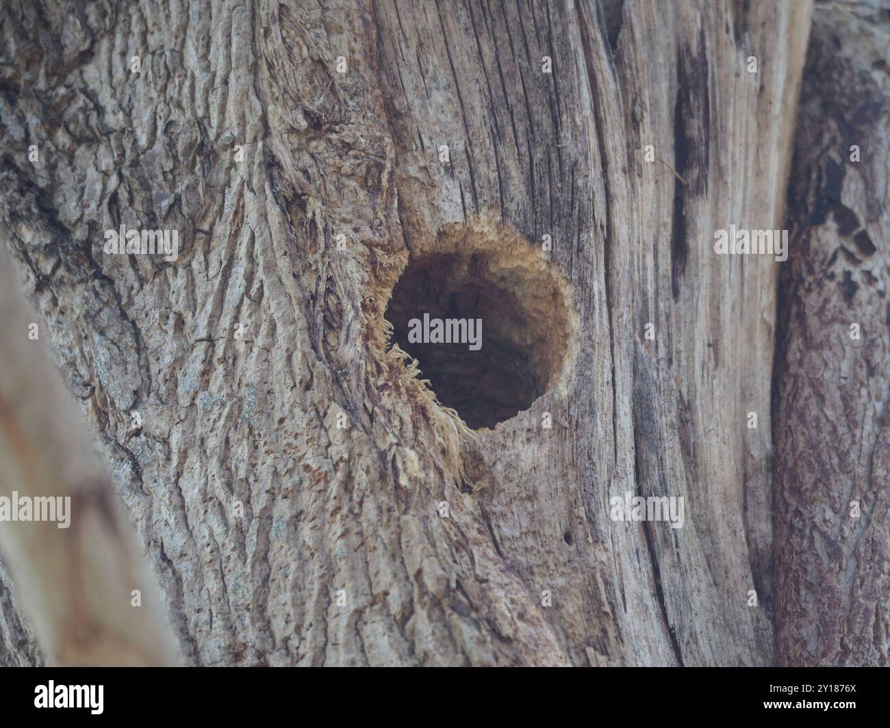 Taiwan Barbet (Psilopogon nuchalis) Aves Stock Photo - Alamy