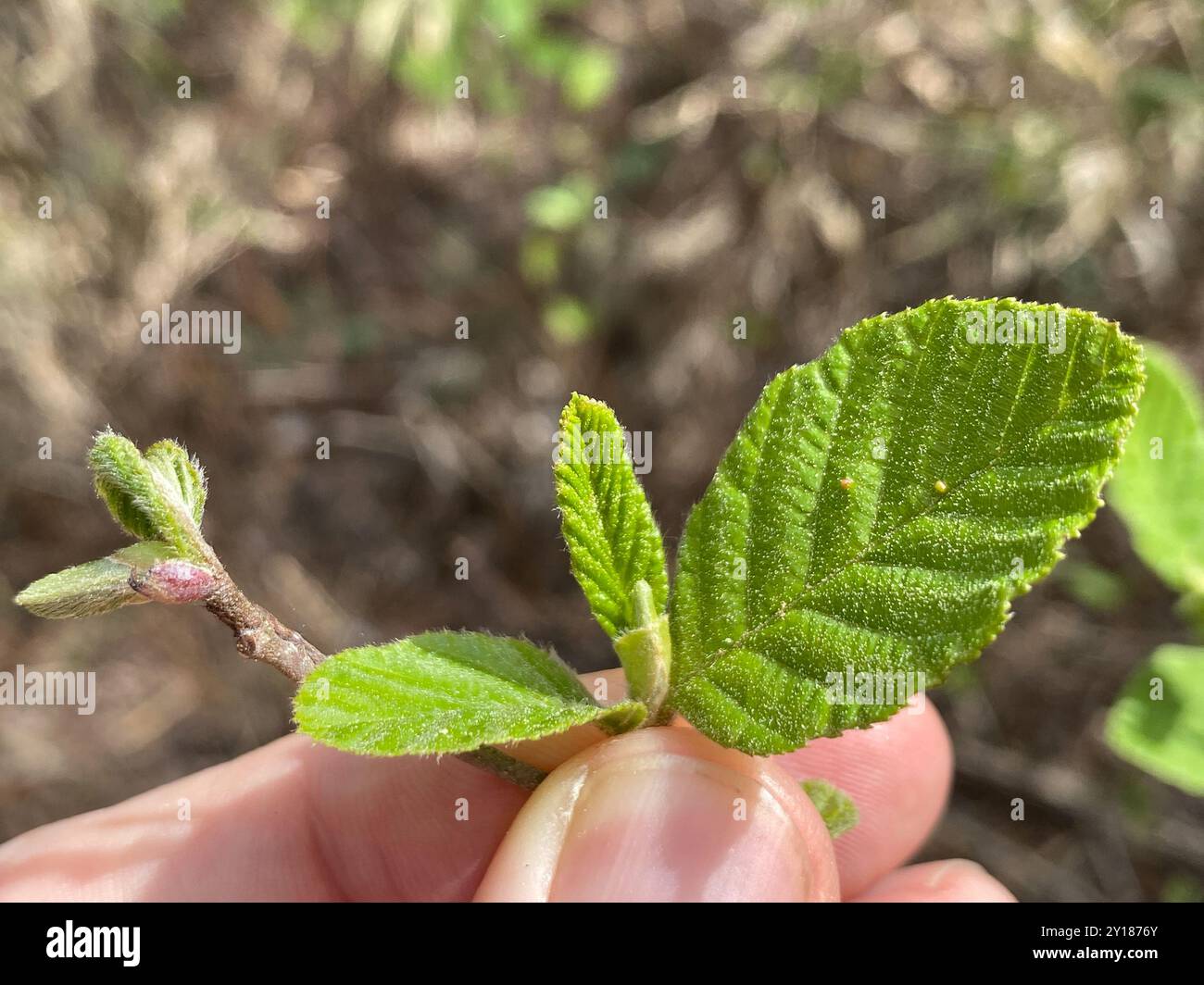 smooth alder (Alnus serrulata) Plantae Stock Photo - Alamy
