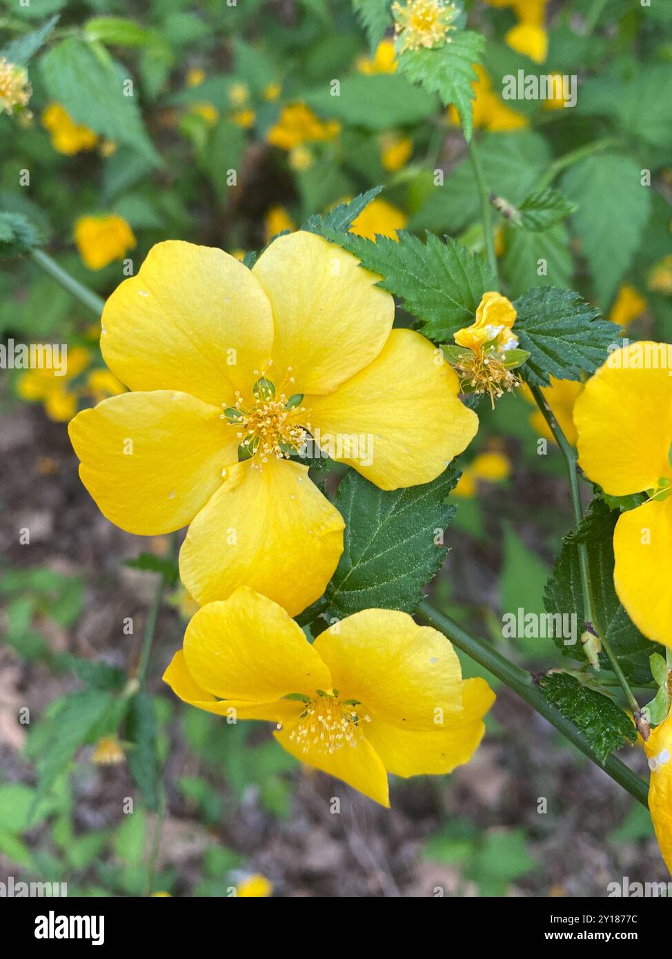 Japanese Kerria (Kerria japonica) Plantae Stock Photo - Alamy
