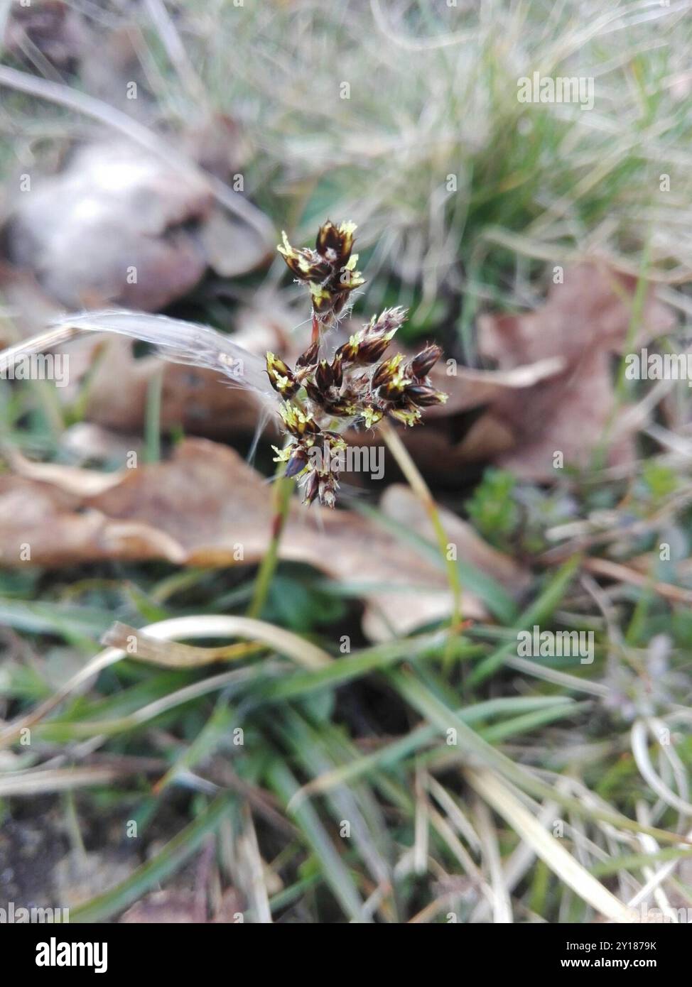 Field woodrush (Luzula campestris) Plantae Stock Photo - Alamy