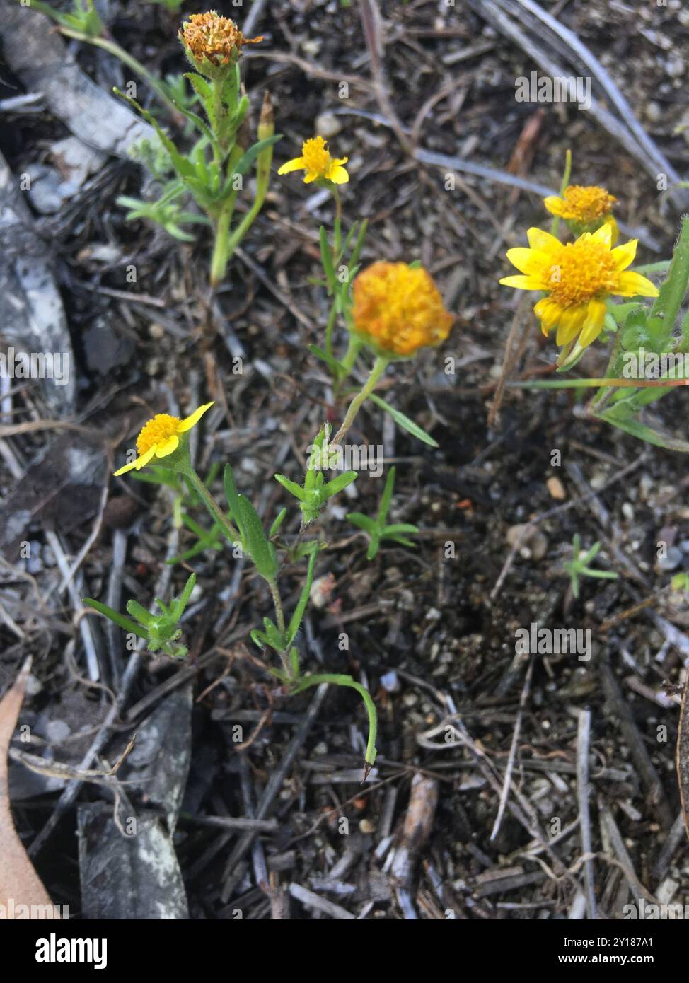 common goldfields (Lasthenia gracilis) Plantae Stock Photo - Alamy