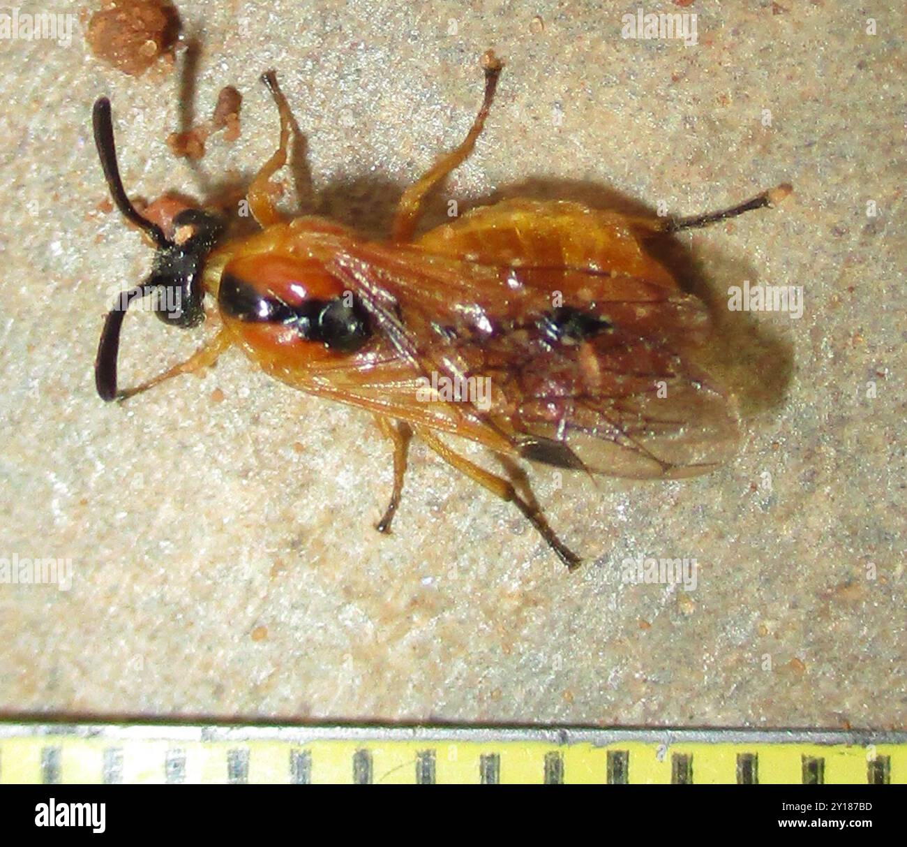 Argid Sawflies (Argidae) Insecta Stock Photo - Alamy