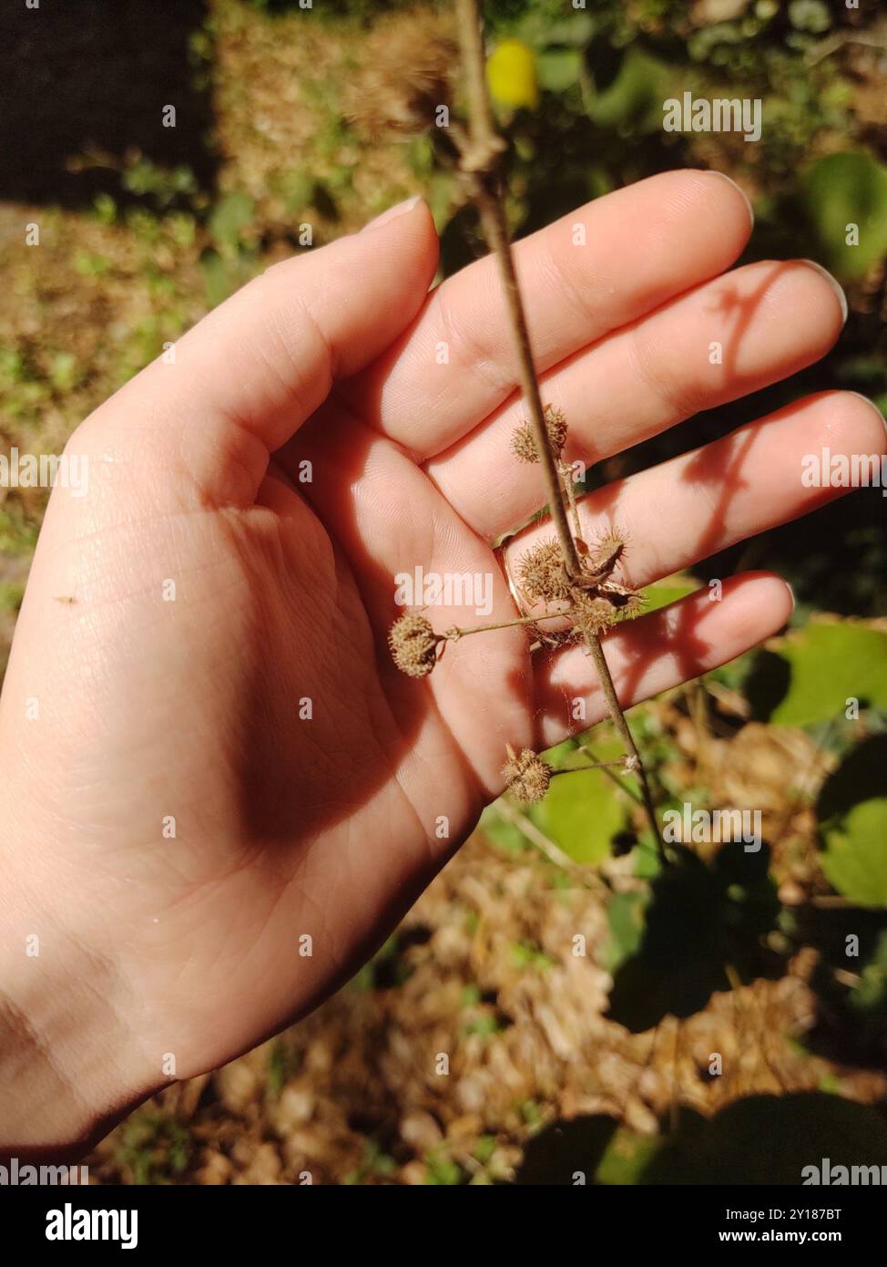 Caesar weed (Urena lobata) Plantae Stock Photo - Alamy