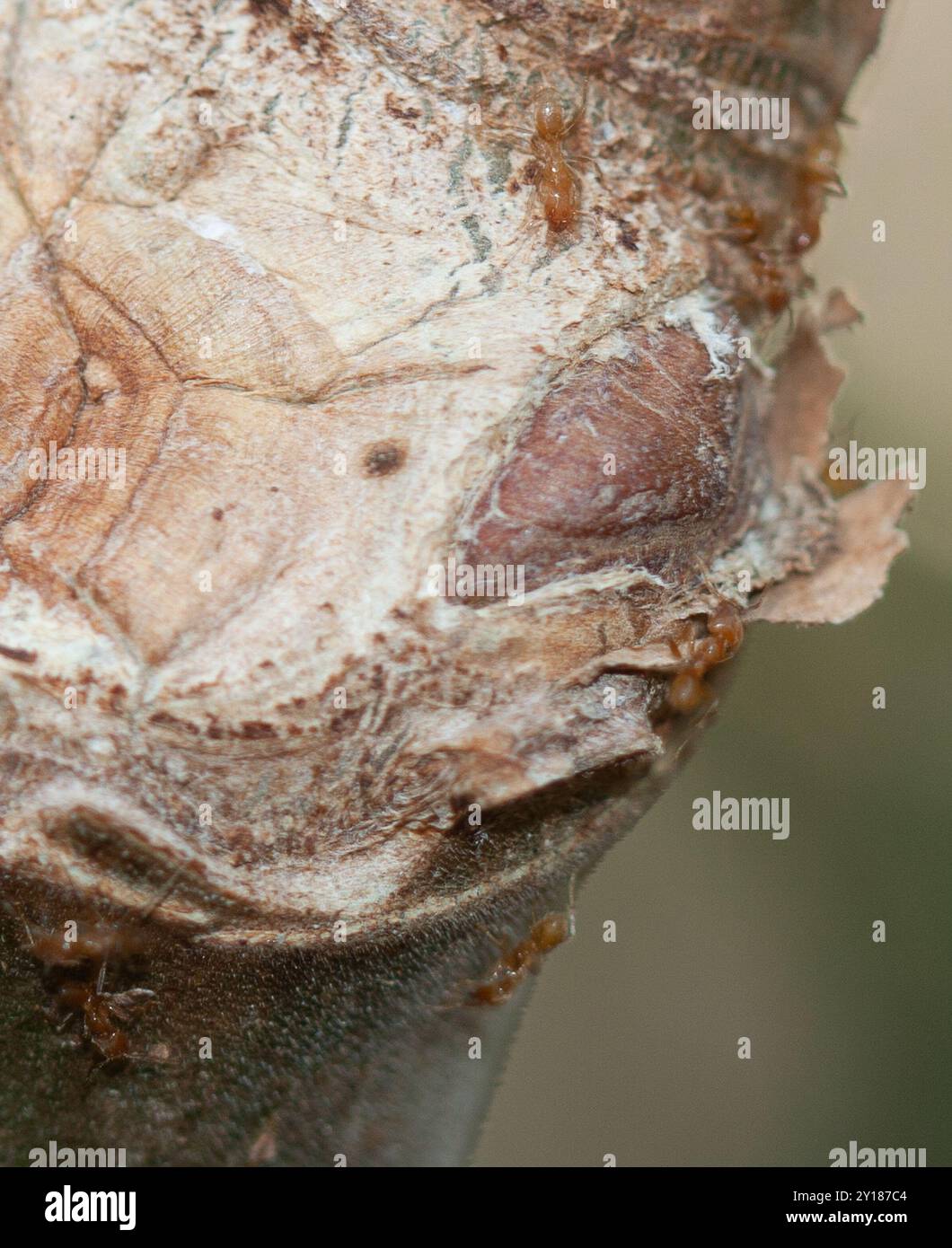 Cecropia Ants and Allies (Azteca) Insecta Stock Photo - Alamy