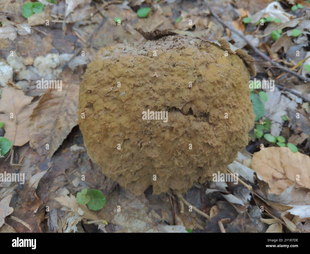 puffballs (Lycoperdaceae) Fungi Stock Photo - Alamy