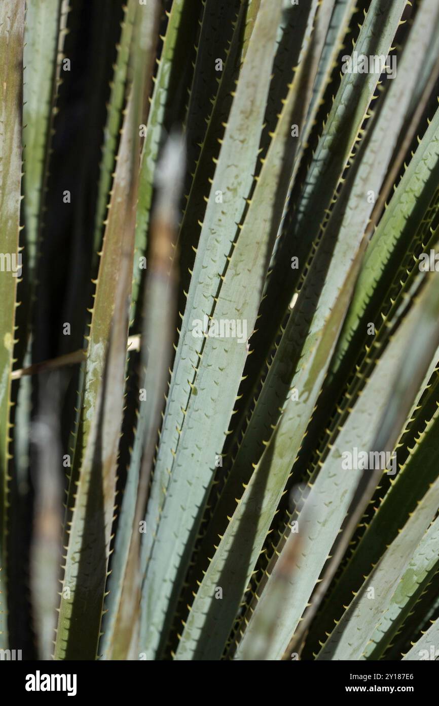 Wheeler sotol (Dasylirion wheeleri) Plantae Stock Photo - Alamy