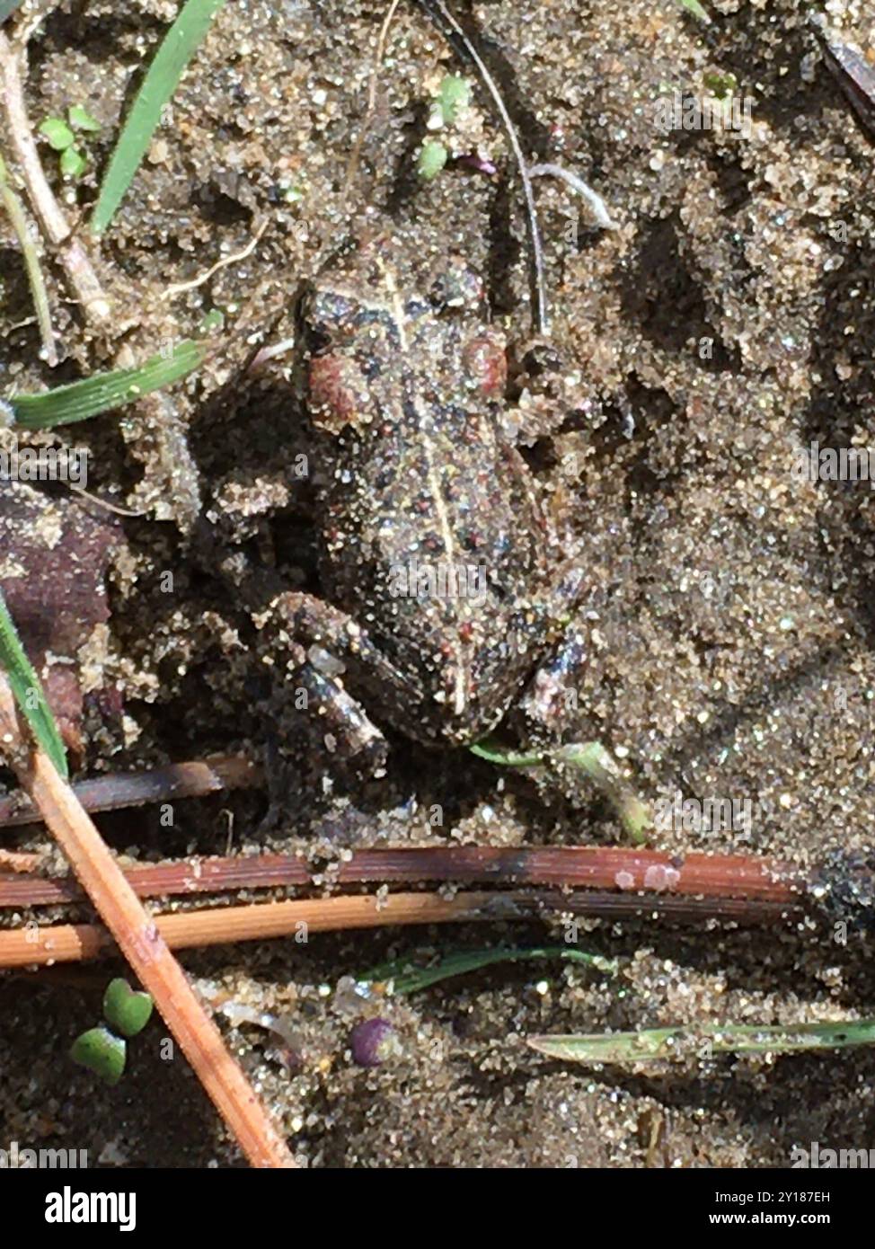 Western Toad (Anaxyrus boreas) Amphibia Stock Photo - Alamy