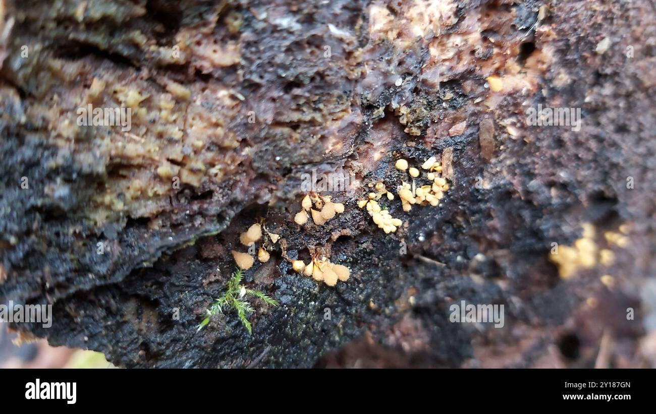 Push Pin Slime Mold (Hemitrichia calyculata) Protozoa Stock Photo - Alamy