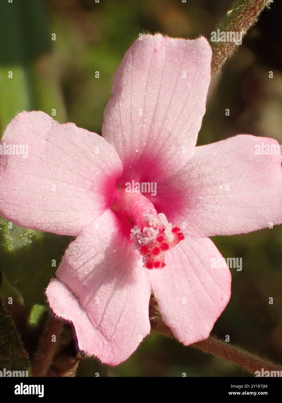 Caesar weed (Urena lobata) Plantae Stock Photo - Alamy