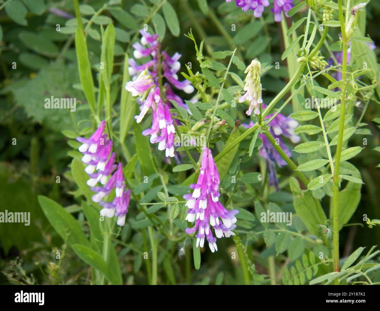 hairy vetch (Vicia villosa) Plantae Stock Photo - Alamy