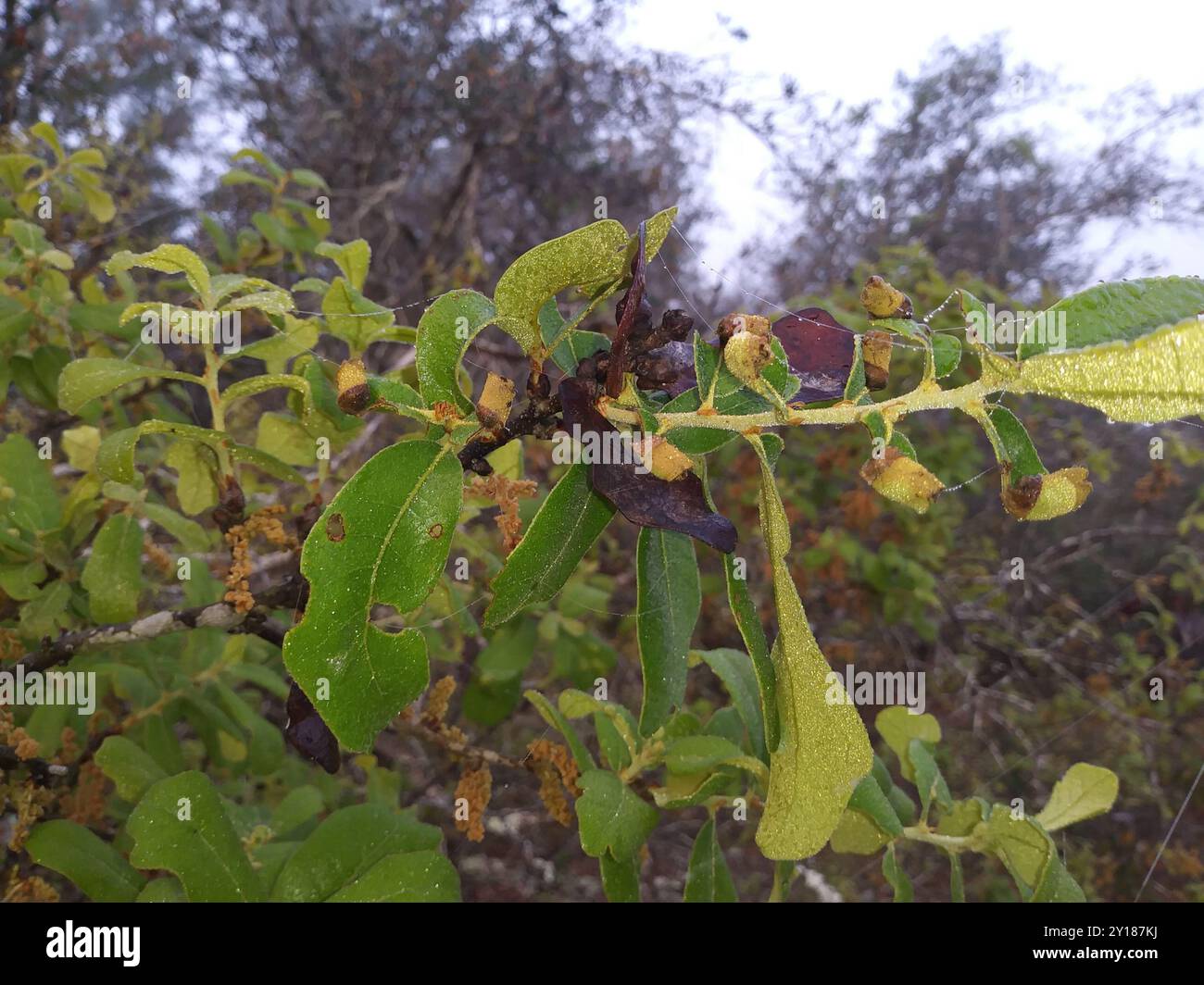 Chapman's Oak (Quercus chapmanii) Plantae Stock Photo - Alamy